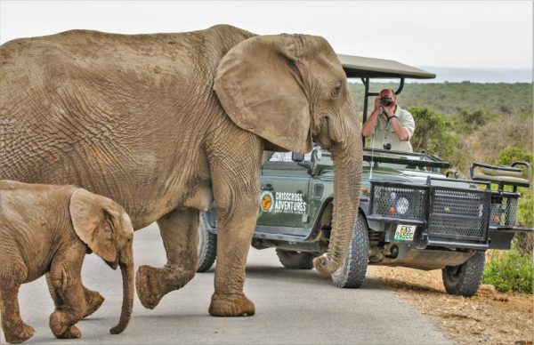 Addo Tours | Addo Elephant National Park | Addo