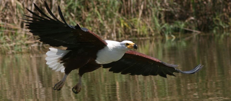 Addo River Safari | Bird Watching Addo | Addo Kayaking