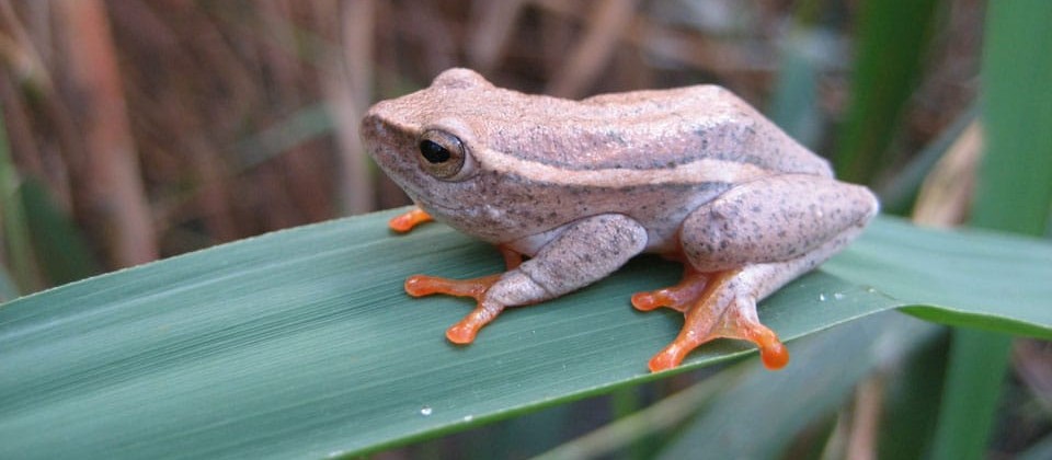 Addo River Safari | Bird Watching Addo | Addo Kayaking
