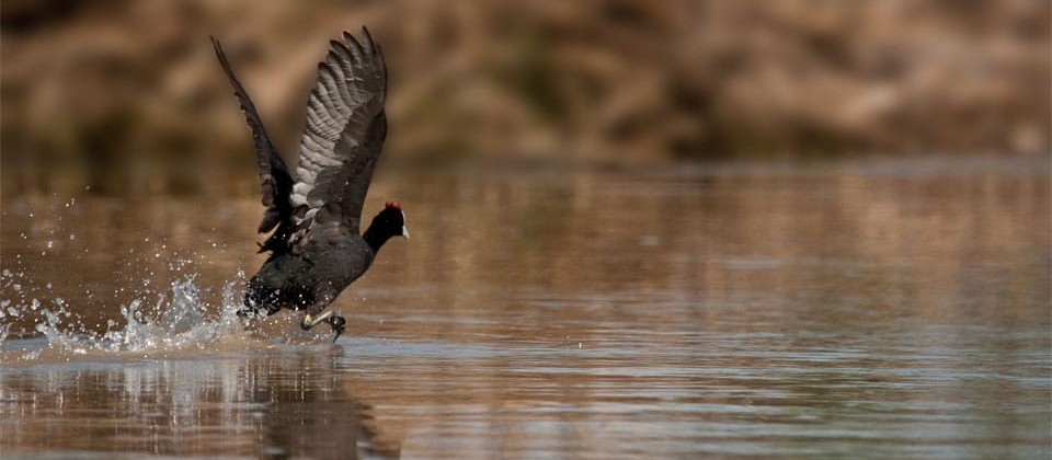 Addo River Safari | Bird Watching Addo | Addo Kayaking